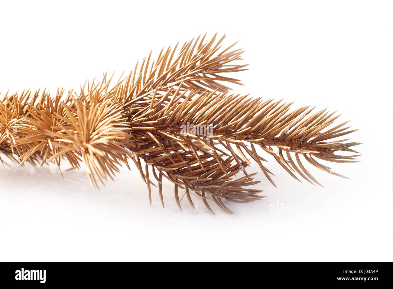 Golden fir twig on white Stock Photo - Alamy