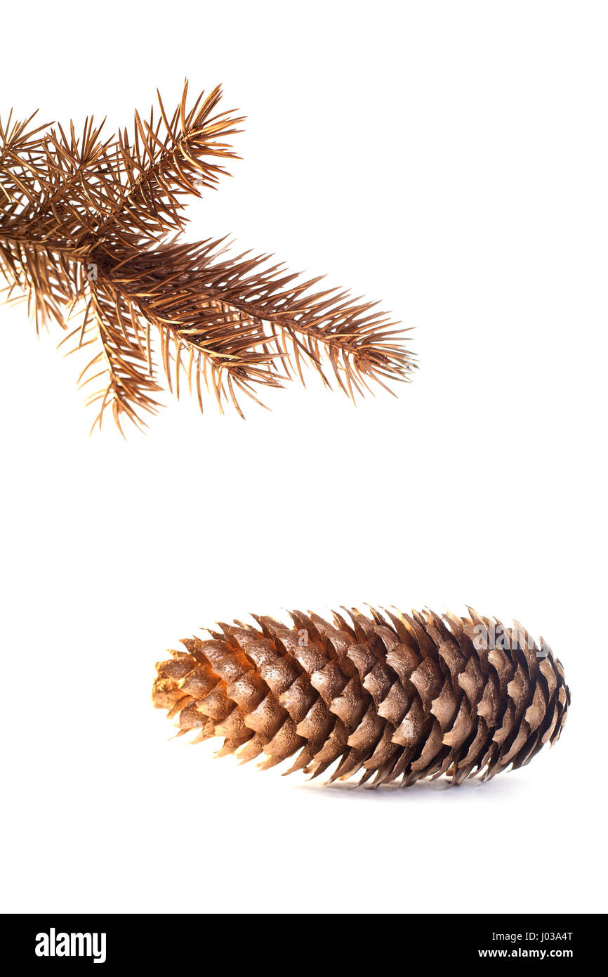 Golden fir twig and cone on white Stock Photo - Alamy