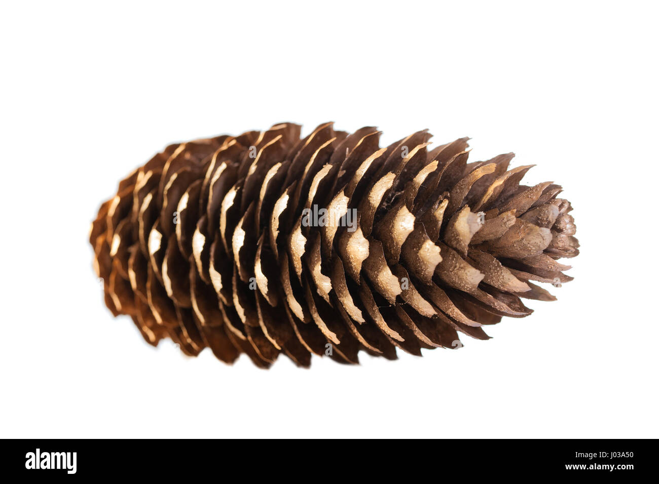 Golden fir cone isolated on white Stock Photo - Alamy