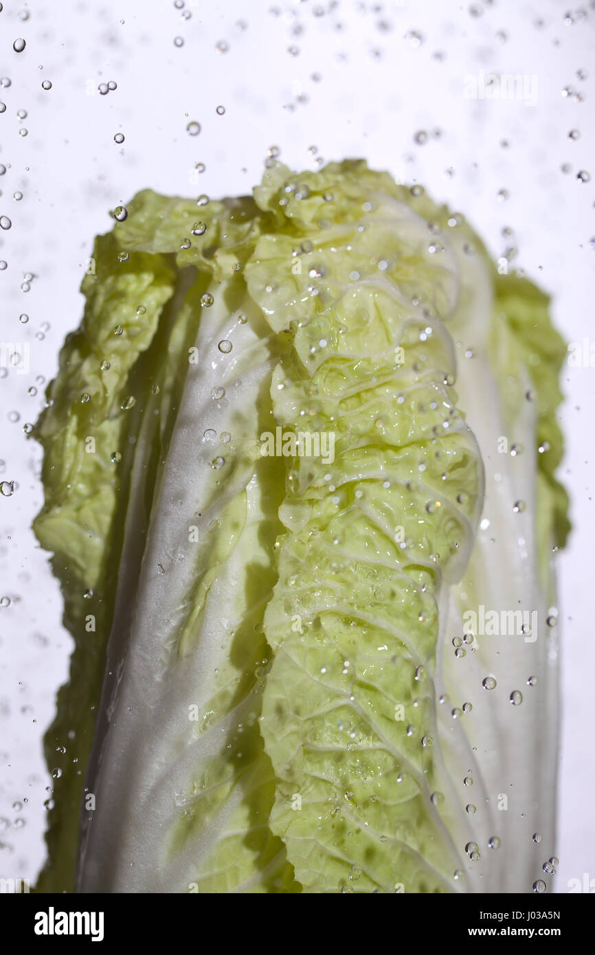 Chineese cabbage under splashing water Stock Photo - Alamy