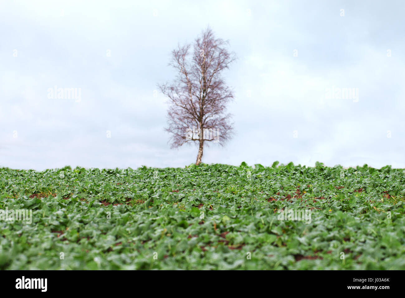 Young canola in the autumn Stock Photo - Alamy