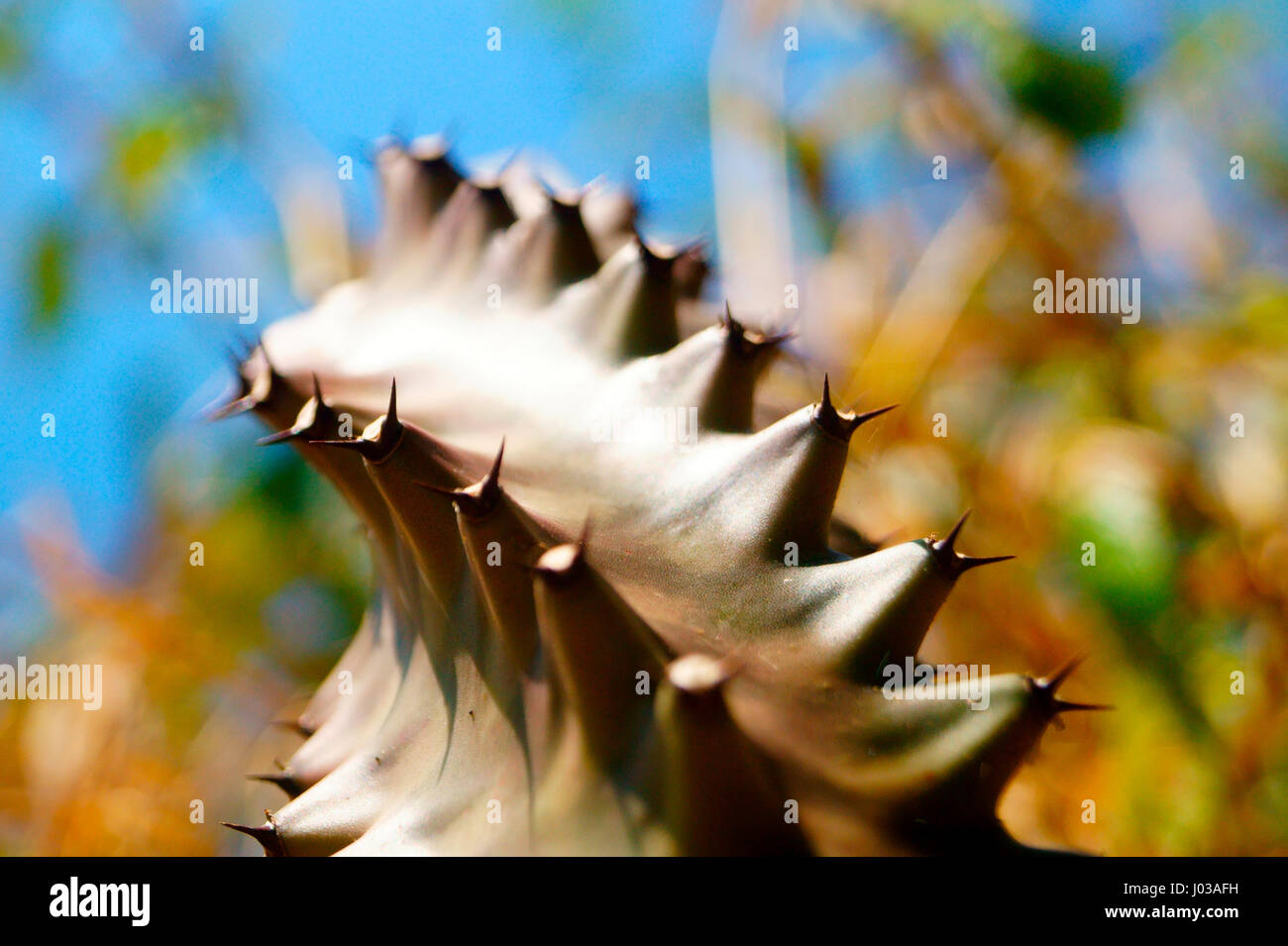 Indian cactus hi-res stock photography and images - Alamy