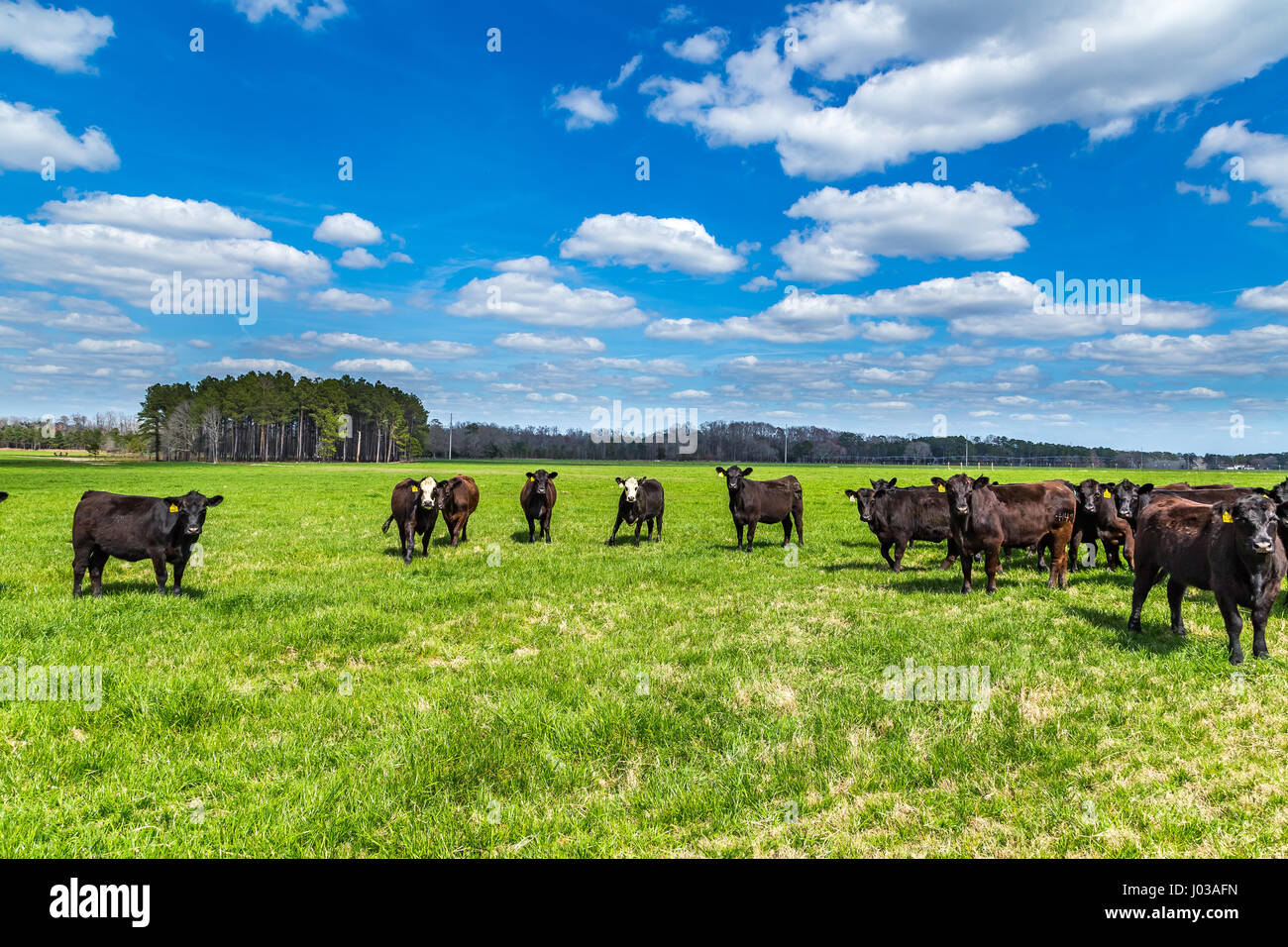 Angus cattle in a pasture in Southeastern Georgia Stock Photo - Alamy