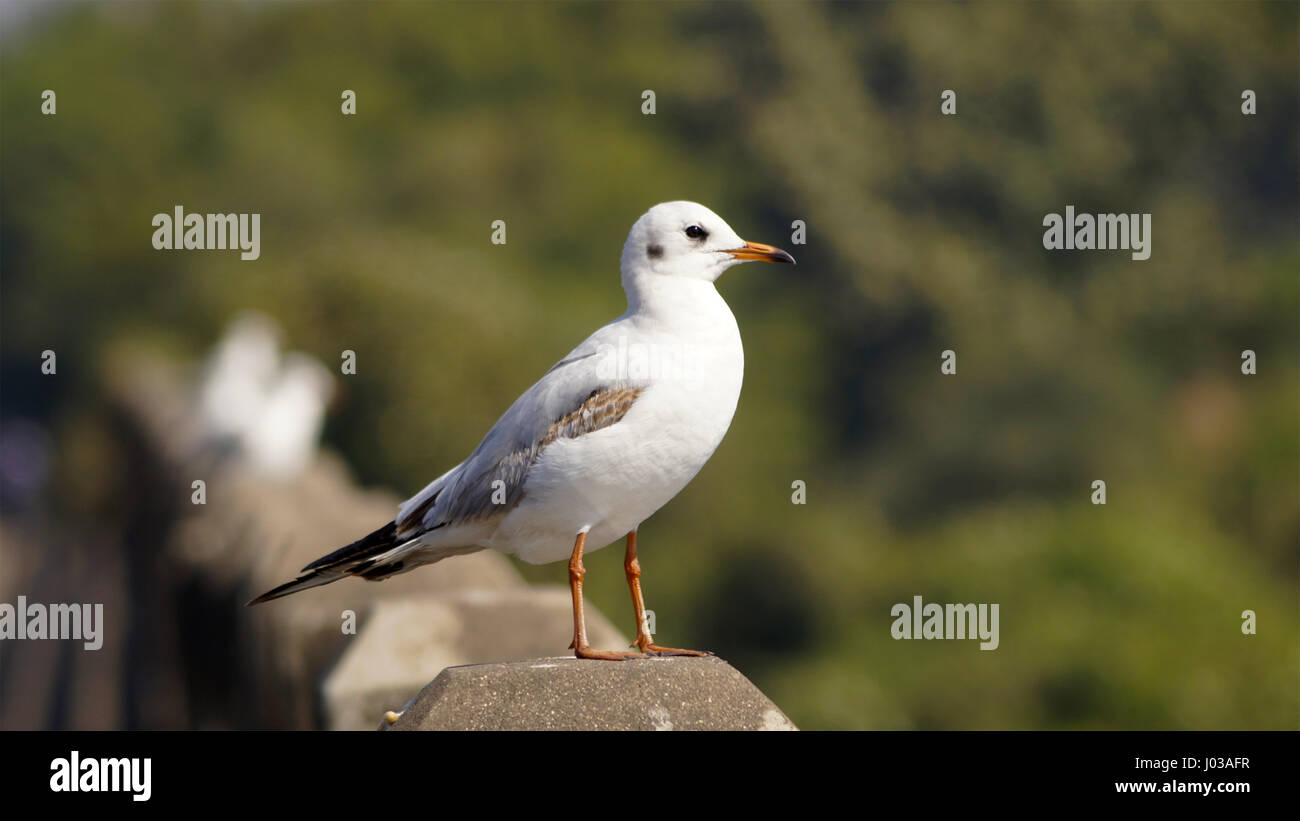 Indian sea hi-res stock photography and images - Alamy