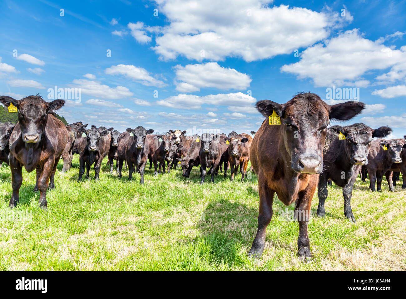Black angus cow herd hi-res stock photography and images - Alamy