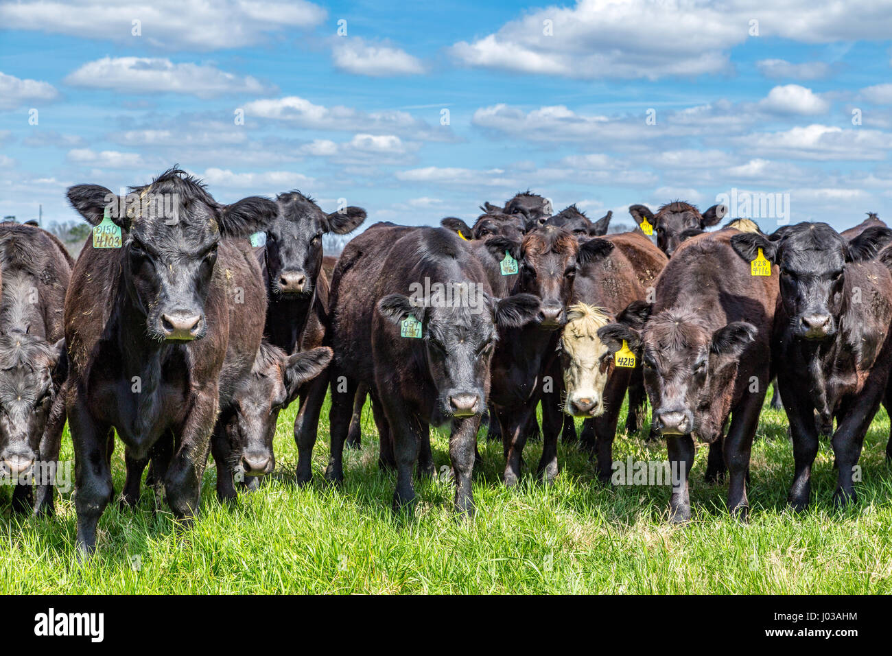 Black angus cow herd hi-res stock photography and images - Alamy