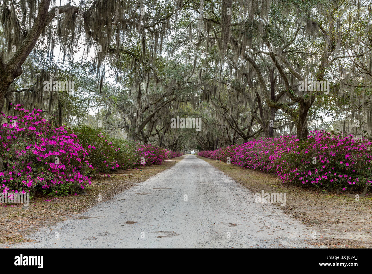 Azalea bushes and Live Oak trees filled with Spanish Moss line a gravel ...