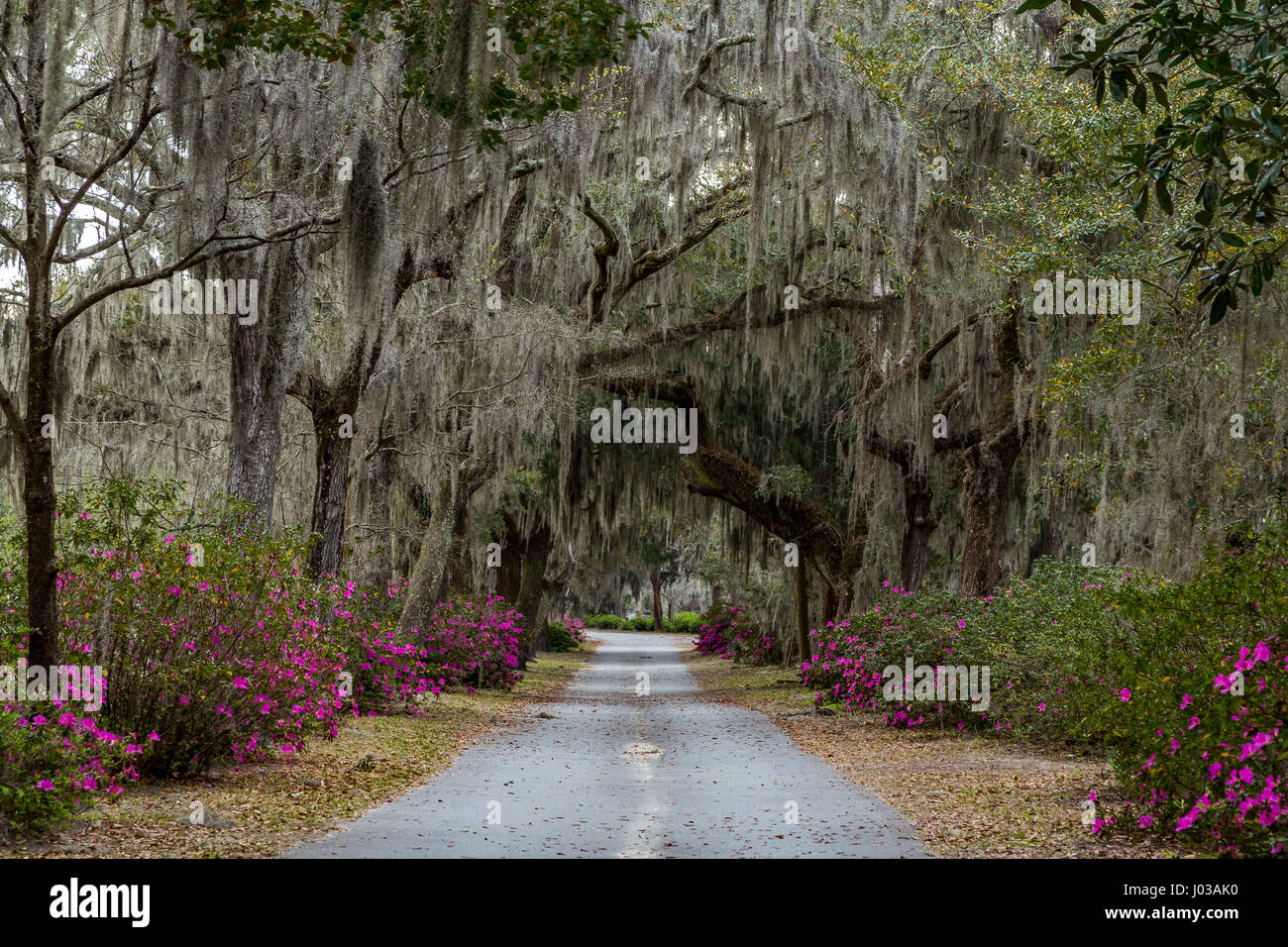 Azalea bushes and Live Oak trees filled with Spanish Moss line a gravel ...