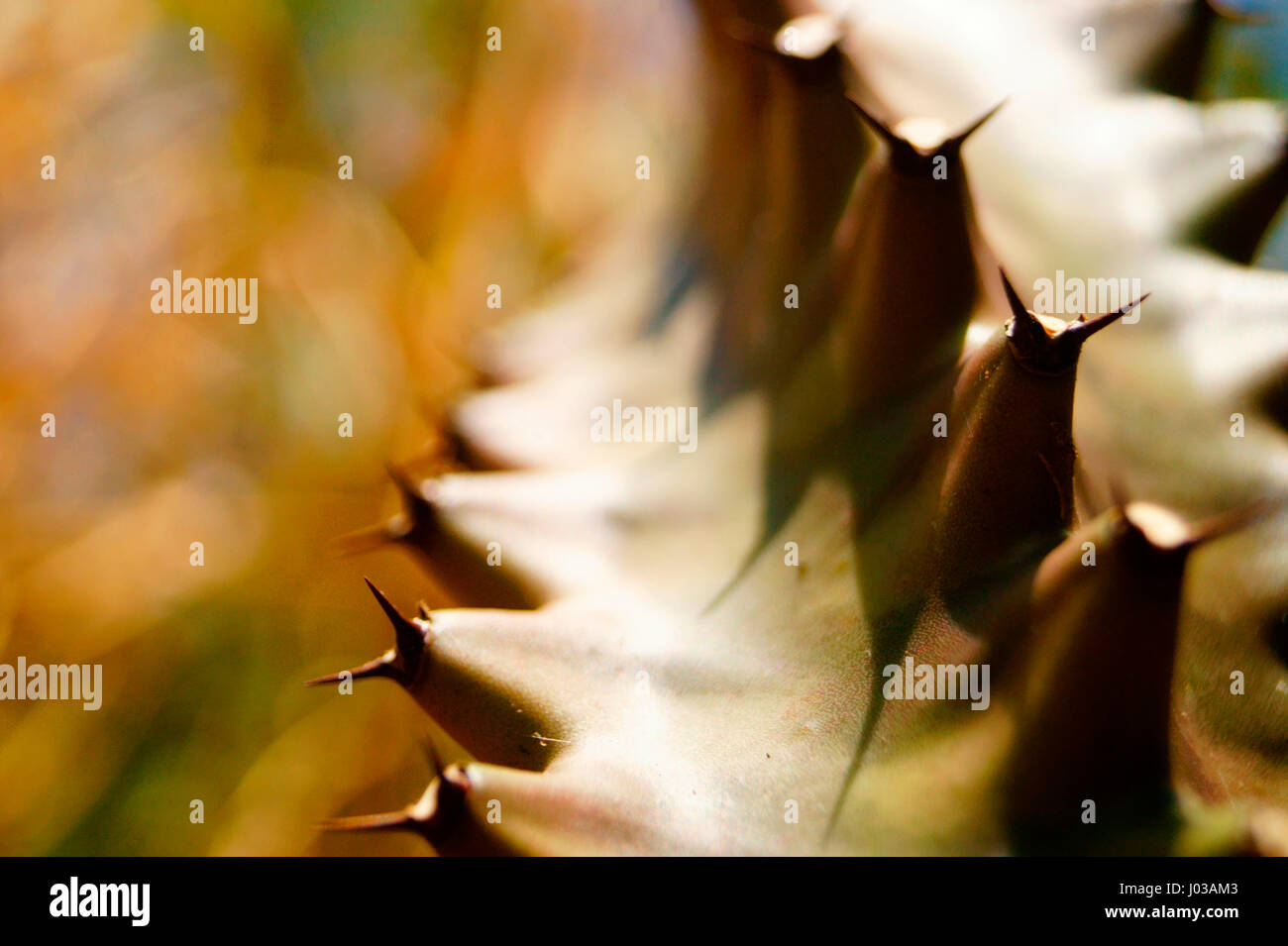 Indian cactus hi-res stock photography and images - Alamy