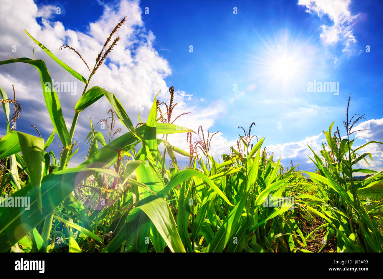 Blue Sky Corn Field