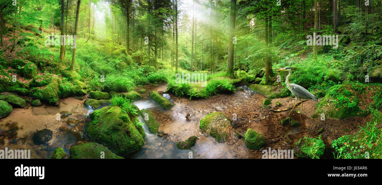 Forest animal scene water moss hi-res stock photography and images - Alamy