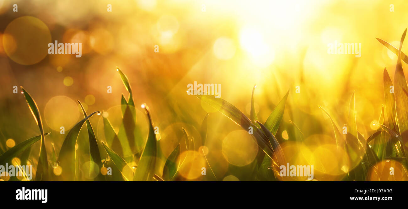 Gold sunlight illumining blades of grass, a closeup with lots of nice ...