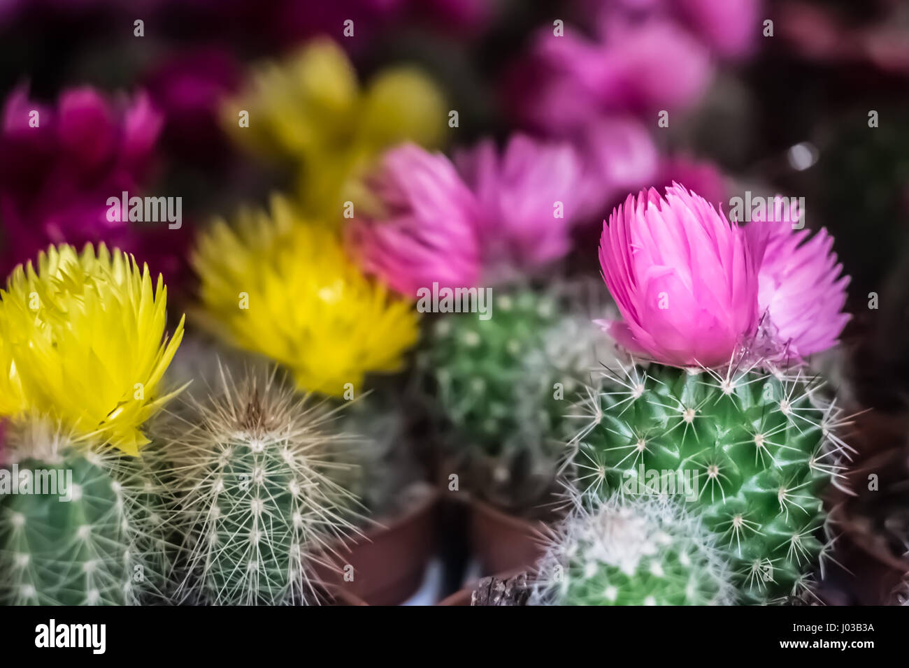 Bright colorful cactuses at the flowers market Stock Photo - Alamy