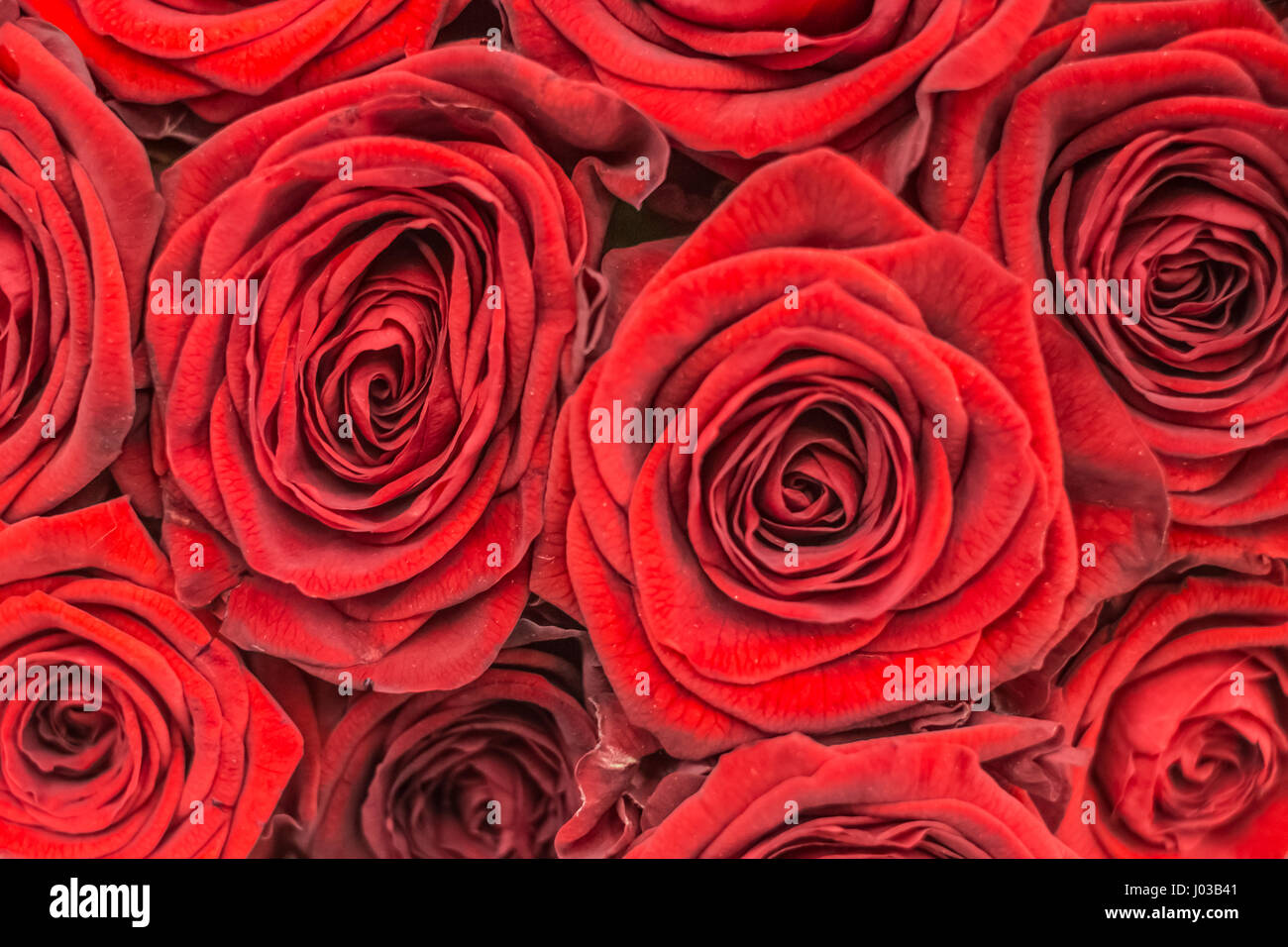 Fresh colorful bright roses closeup background Stock Photo - Alamy