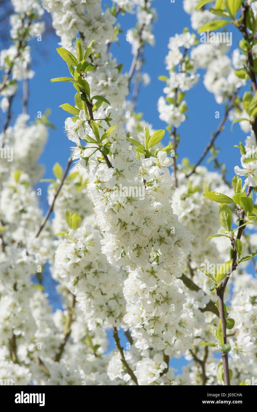 Plum opal blossom spring hi-res stock photography and images - Alamy