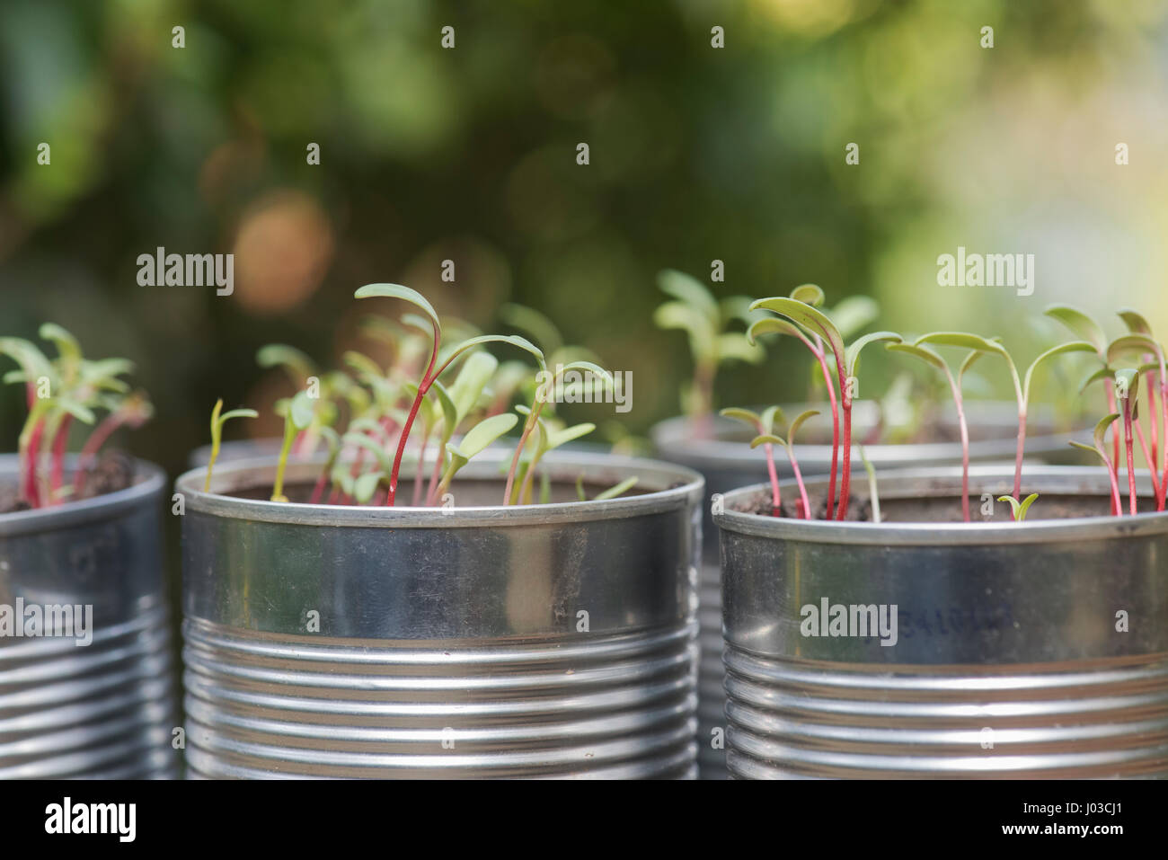 Chard seedling hi-res stock photography and images - Alamy