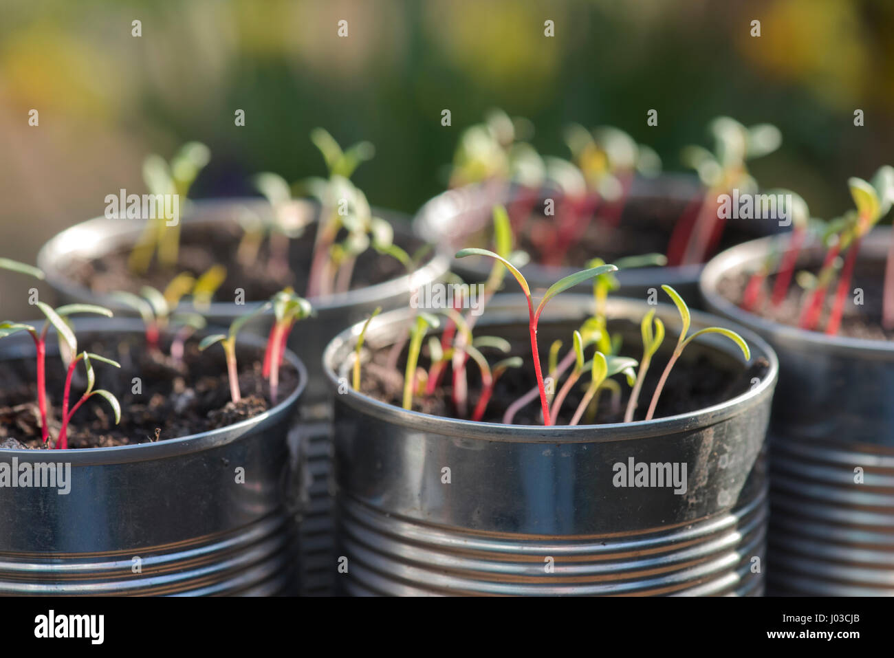 Chard seedling hi-res stock photography and images - Alamy