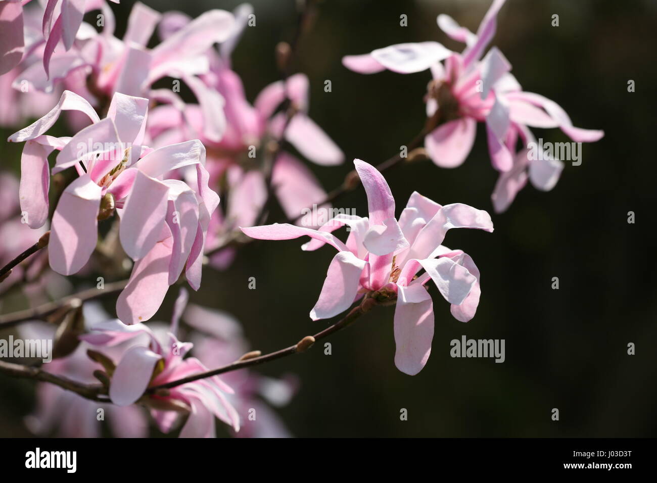 Smelly plant hi-res stock photography and images - Alamy