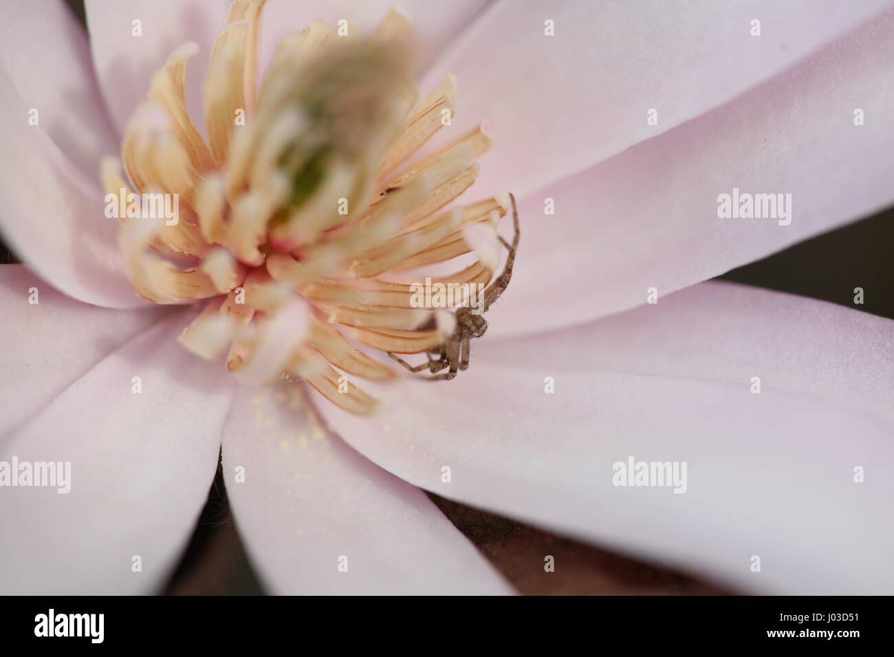 Spider on magnolia hi-res stock photography and images - Alamy