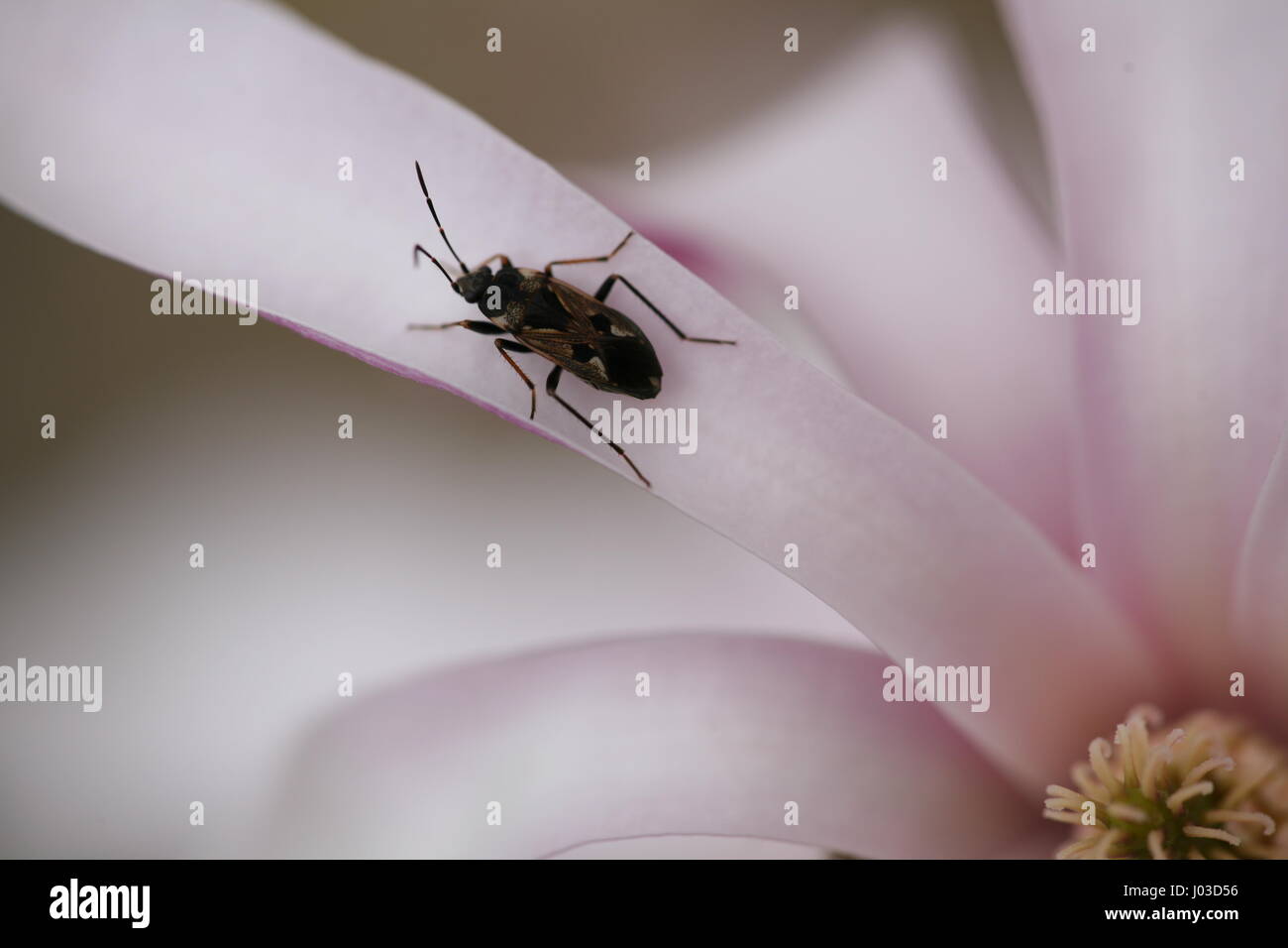 Magnolia flower beetle hi-res stock photography and images - Alamy