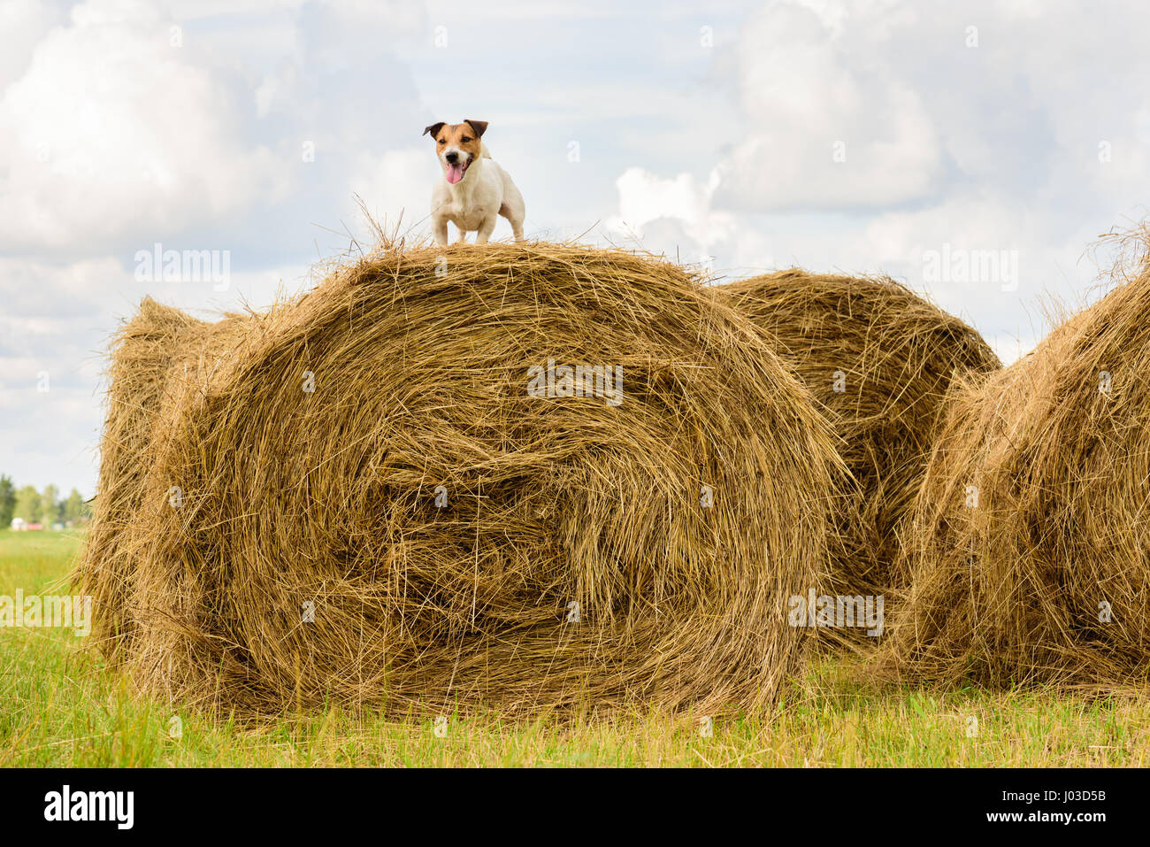 Dog on a haystack at summer hot days during harvest mowing Stock Photo ...