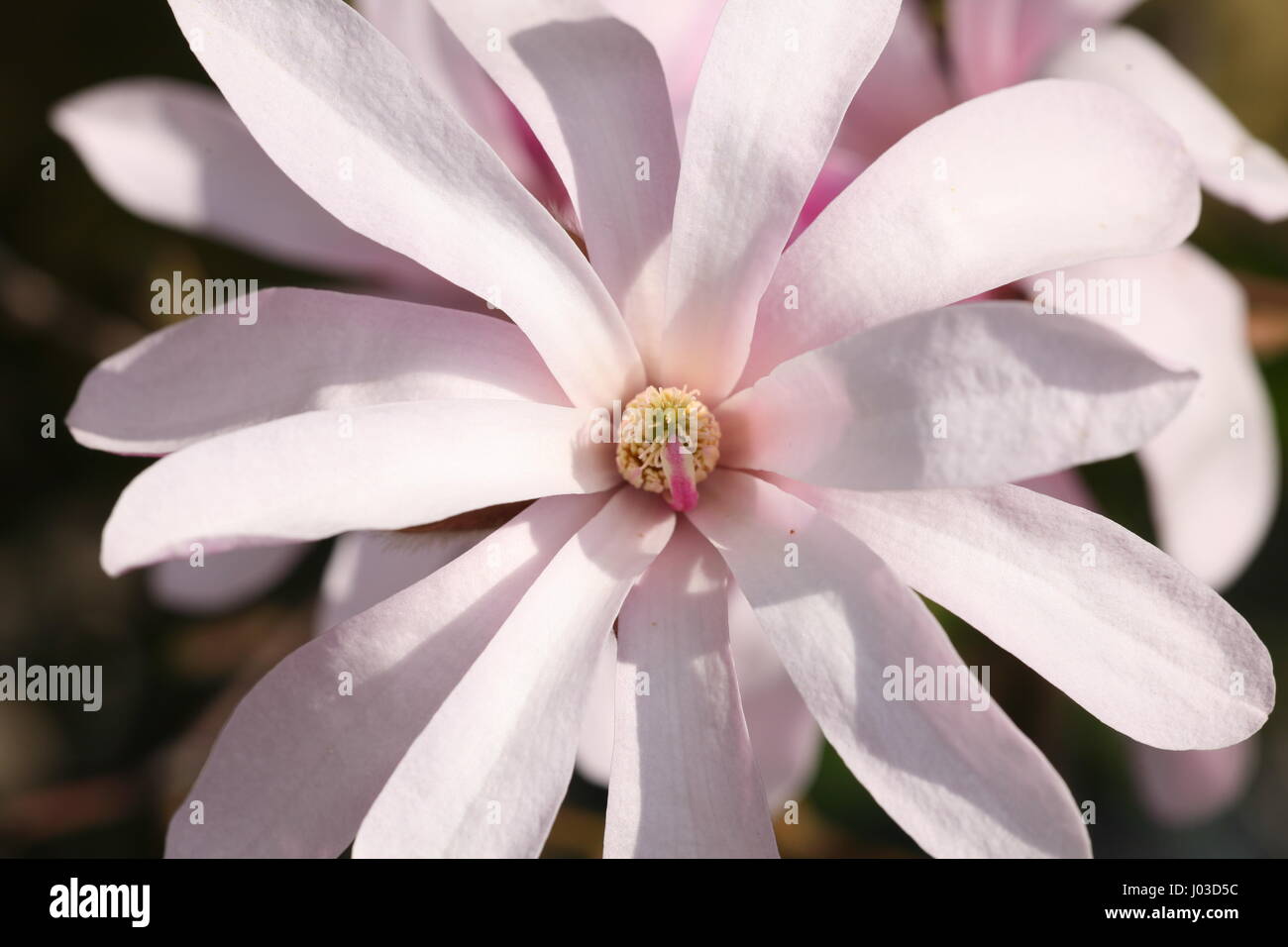 Smelly plant hi-res stock photography and images - Alamy