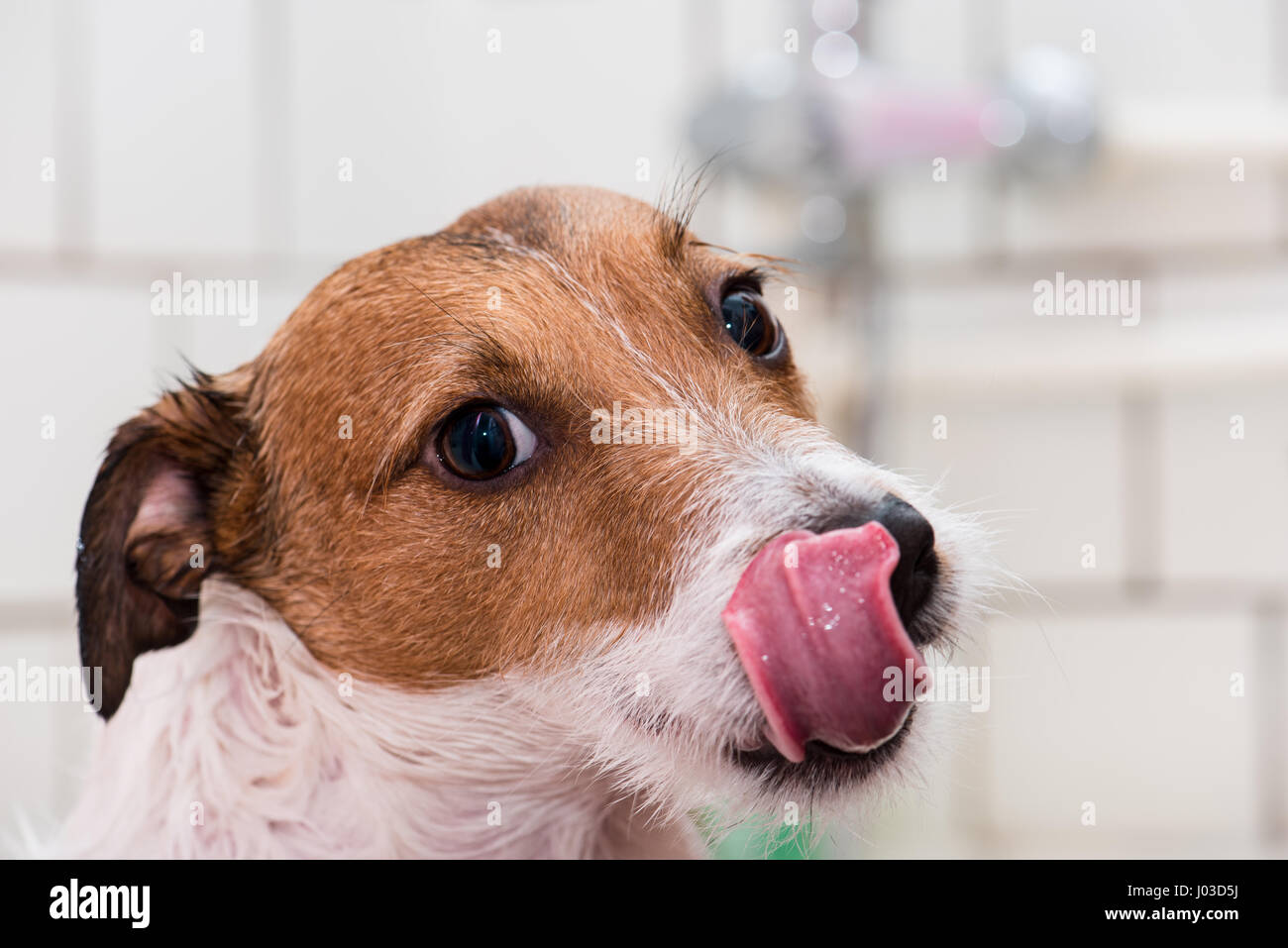 Head of wet dog after shower in bathroom licking nose Stock Photo - Alamy