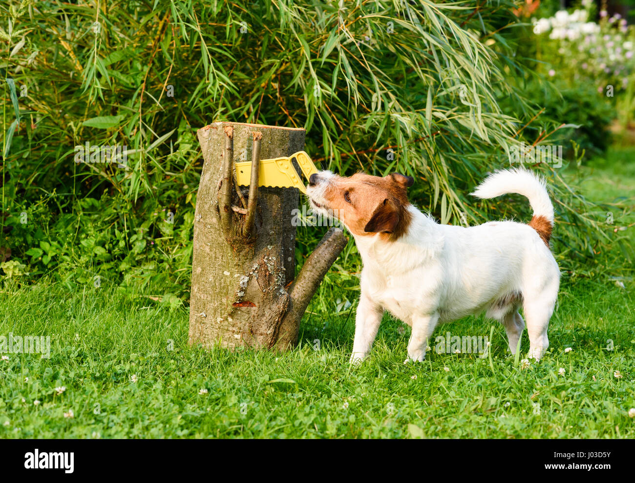 Log sawing hi-res stock photography and images - Alamy