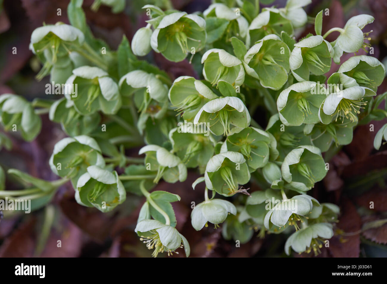 Hellebore Helleborus argutifolius holly-leaved hellebore, Corsican ...
