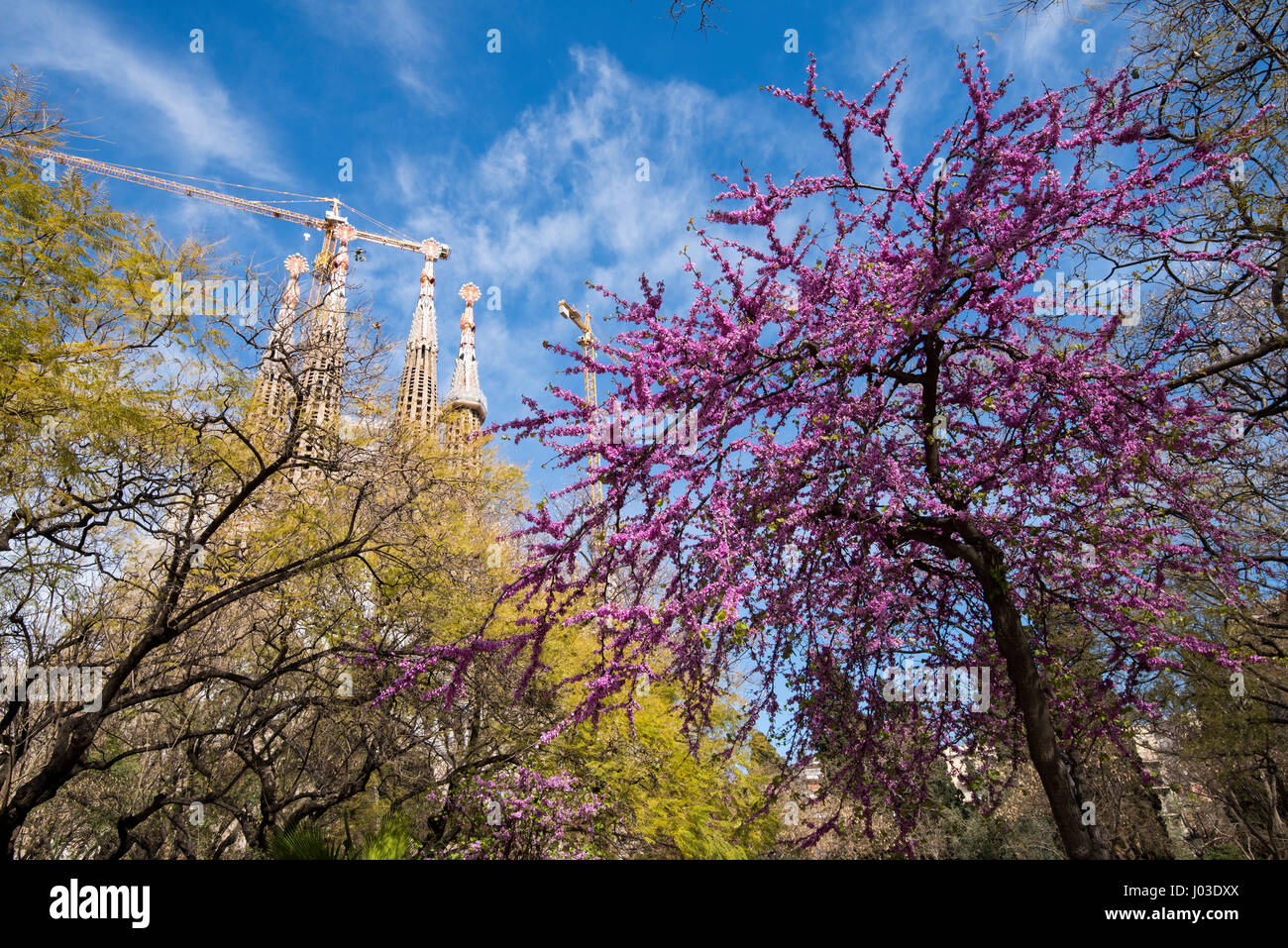 Spring at the Sagrada Familia, Barcelona Spain Europe EU Stock Photo ...