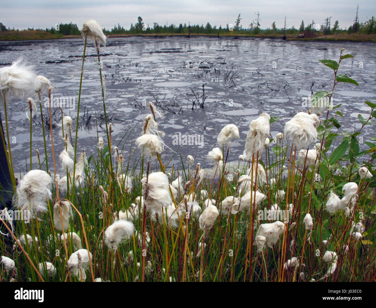 Oil slick in water - environment pollution Stock Photo - Alamy