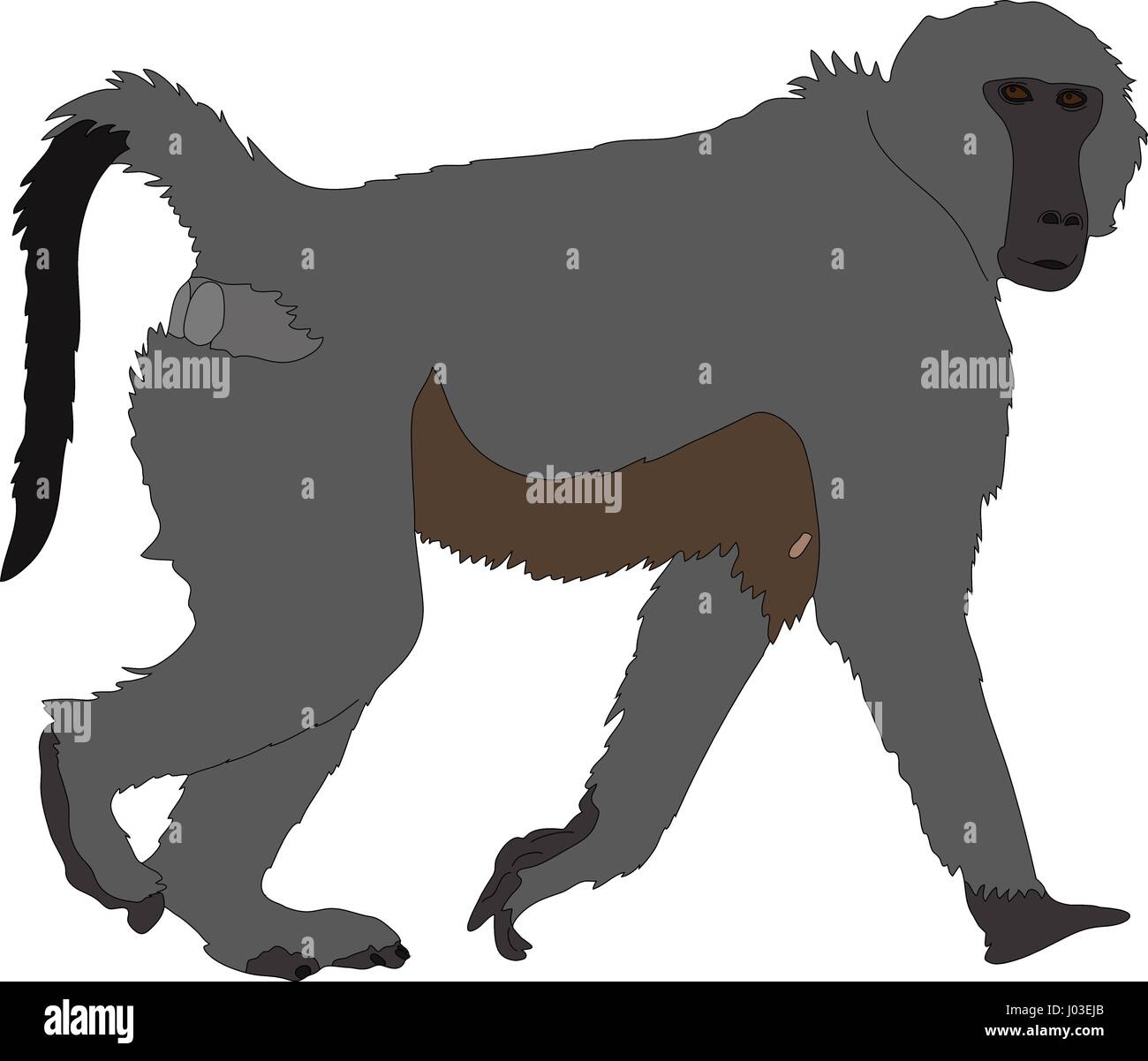 hand drawn portrait of a wild baboon Stock Vector Image & Art - Alamy