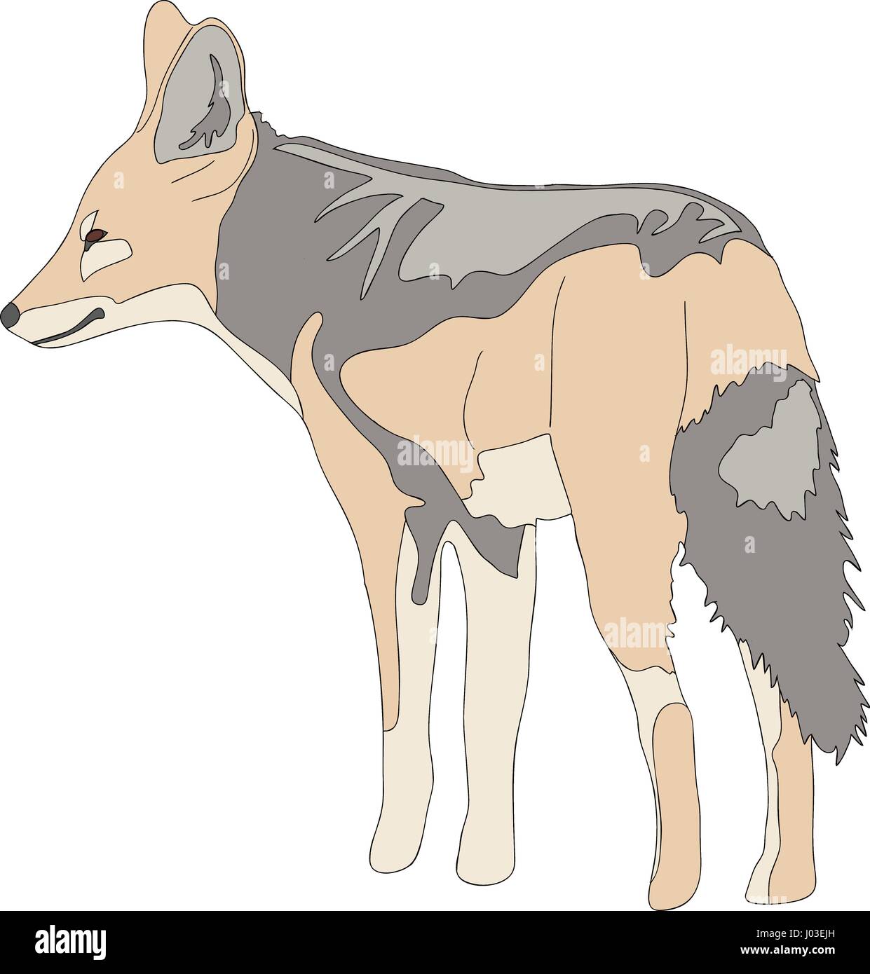 hand drawn portrait of a wild black backed jackal Stock Vector Image & Art - Alamy