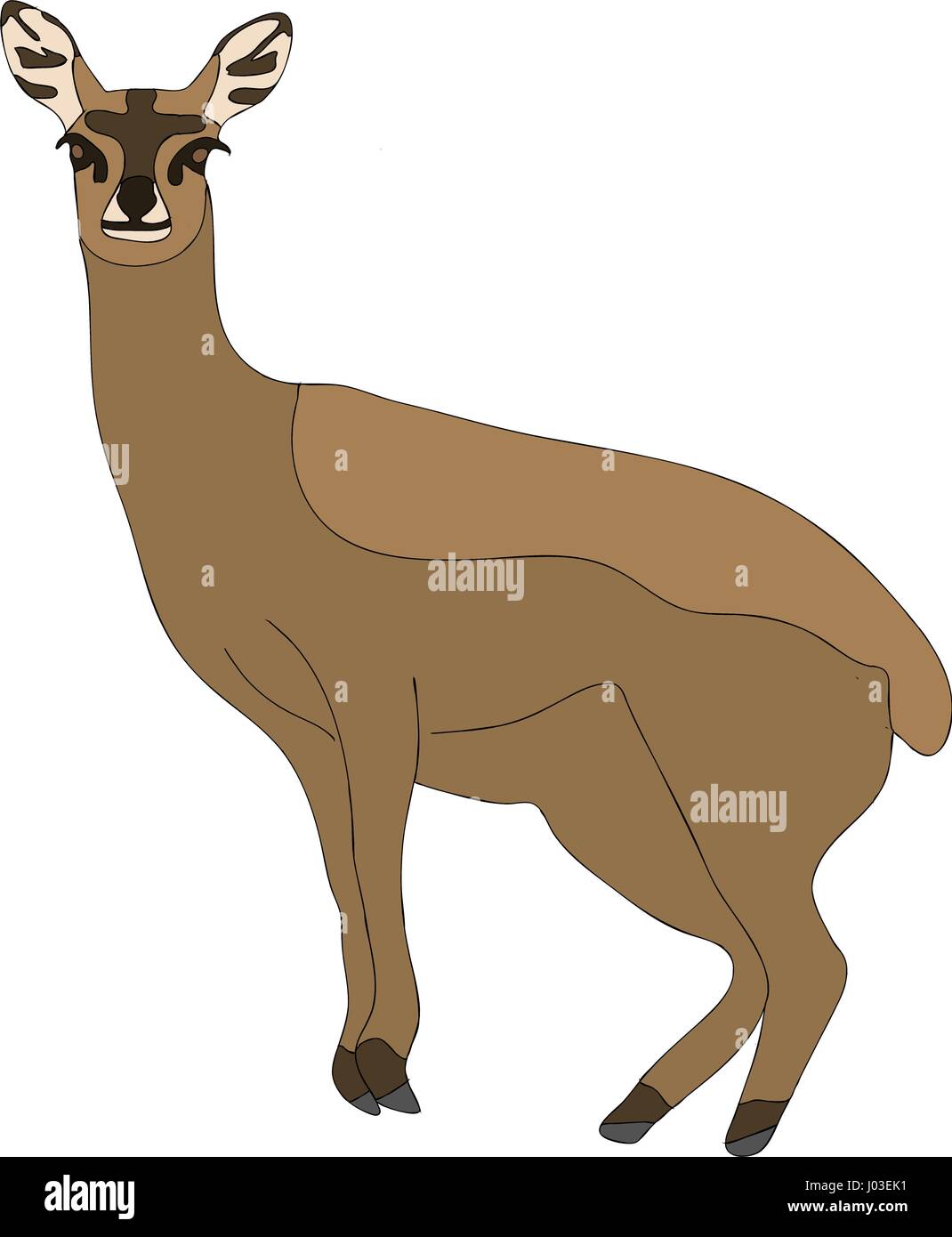 hand drawn portrait of a wild klipspringer antelope Stock Vector Image ...