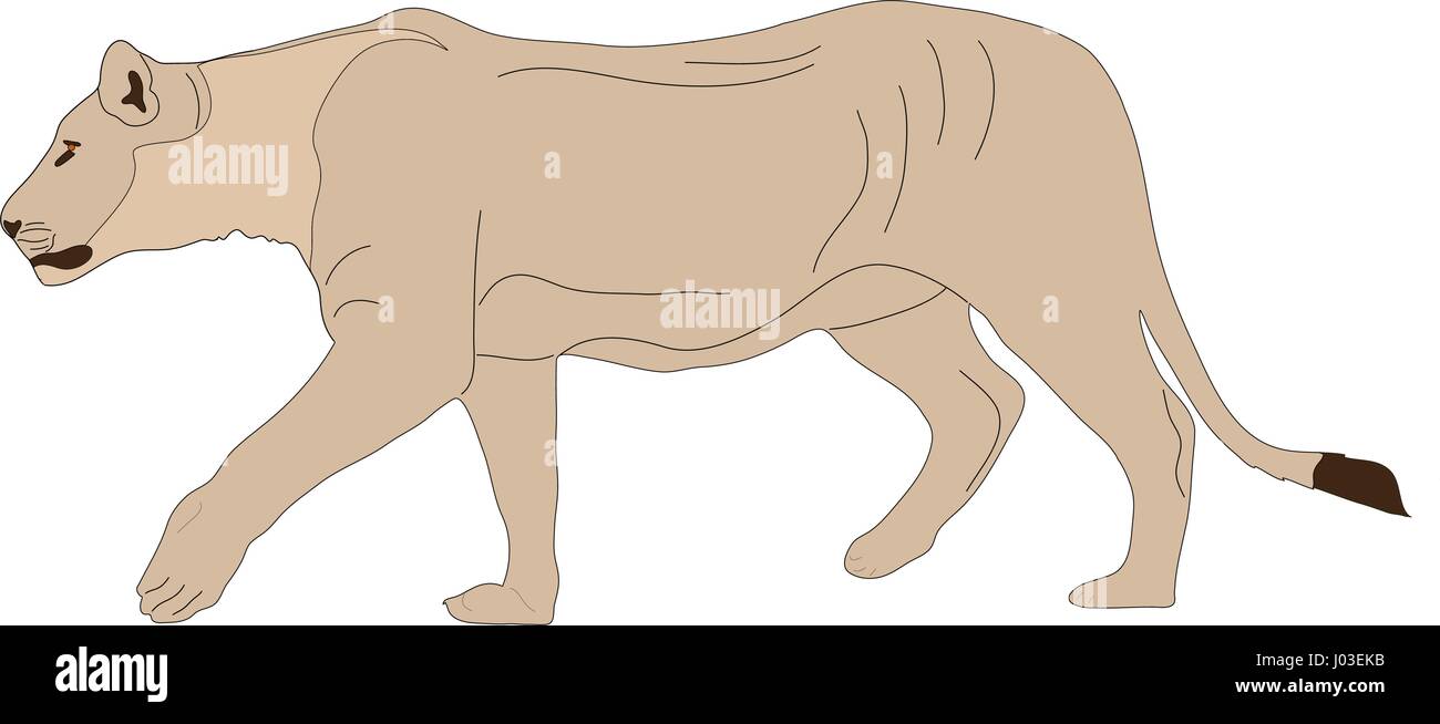 Portrait of a white lion Cut Out Stock Images & Pictures - Alamy