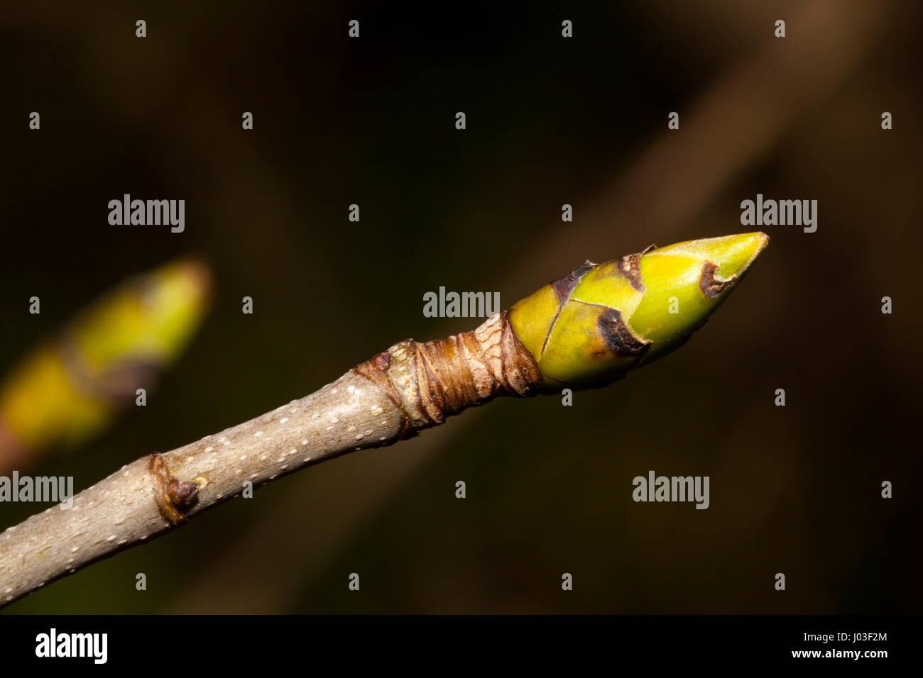 Sycamore Tree Buds Stock Photos & Sycamore Tree Buds Stock Images - Alamy
