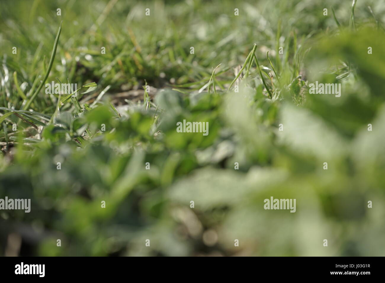 Close up of a grass field - Berlin, Germany Stock Photo - Alamy