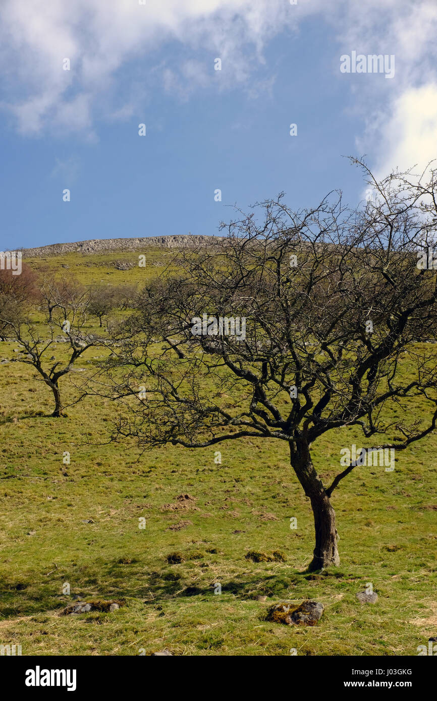 Swaledale Valley, Yorkshire Dales, UK Stock Photo - Alamy