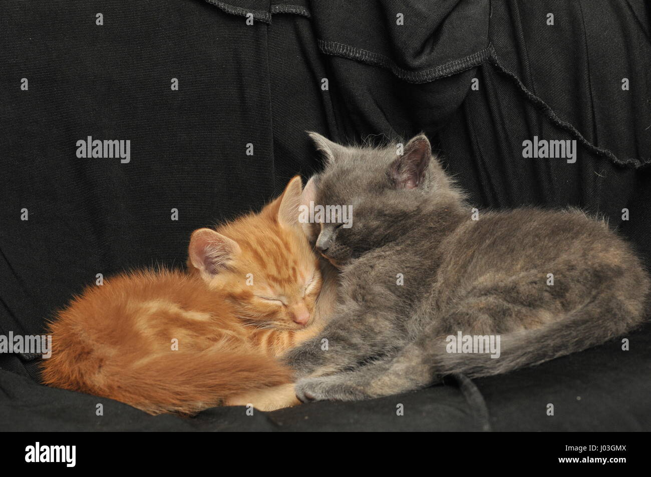 Cuddling cats hi-res stock photography and images - Alamy