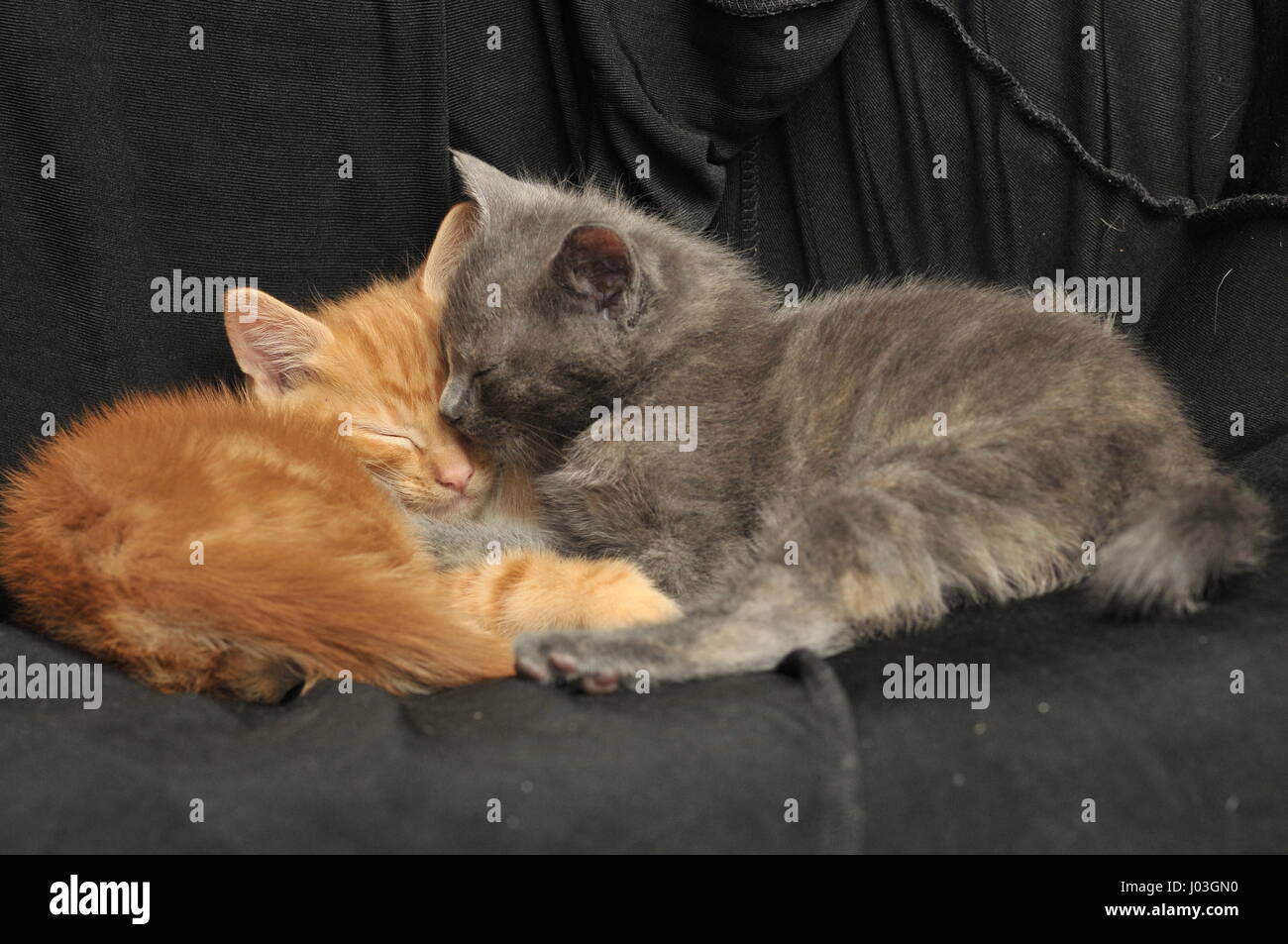 Cute kittens cuddling hi-res stock photography and images - Alamy