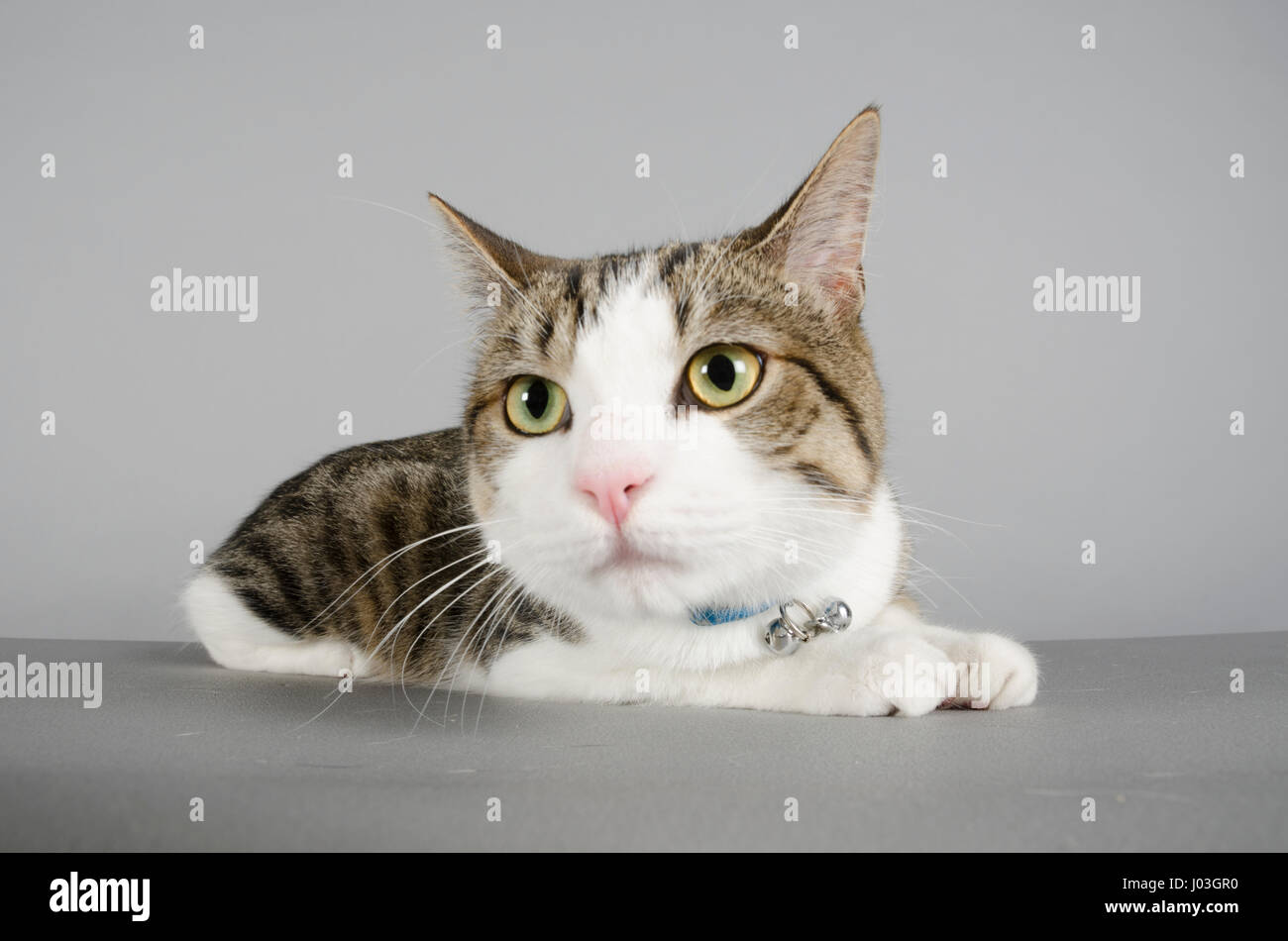 Chilled Cat, UK Stock Photo - Alamy