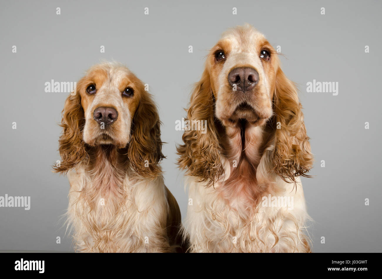 Two well behaved spaniels hi-res stock photography and images - Alamy