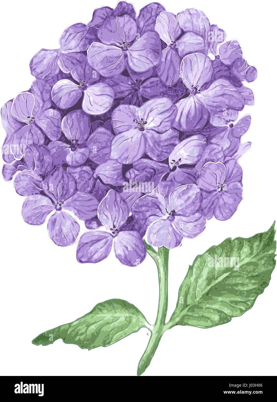 Green hydrangea leaf on Stock Vector Images - Alamy