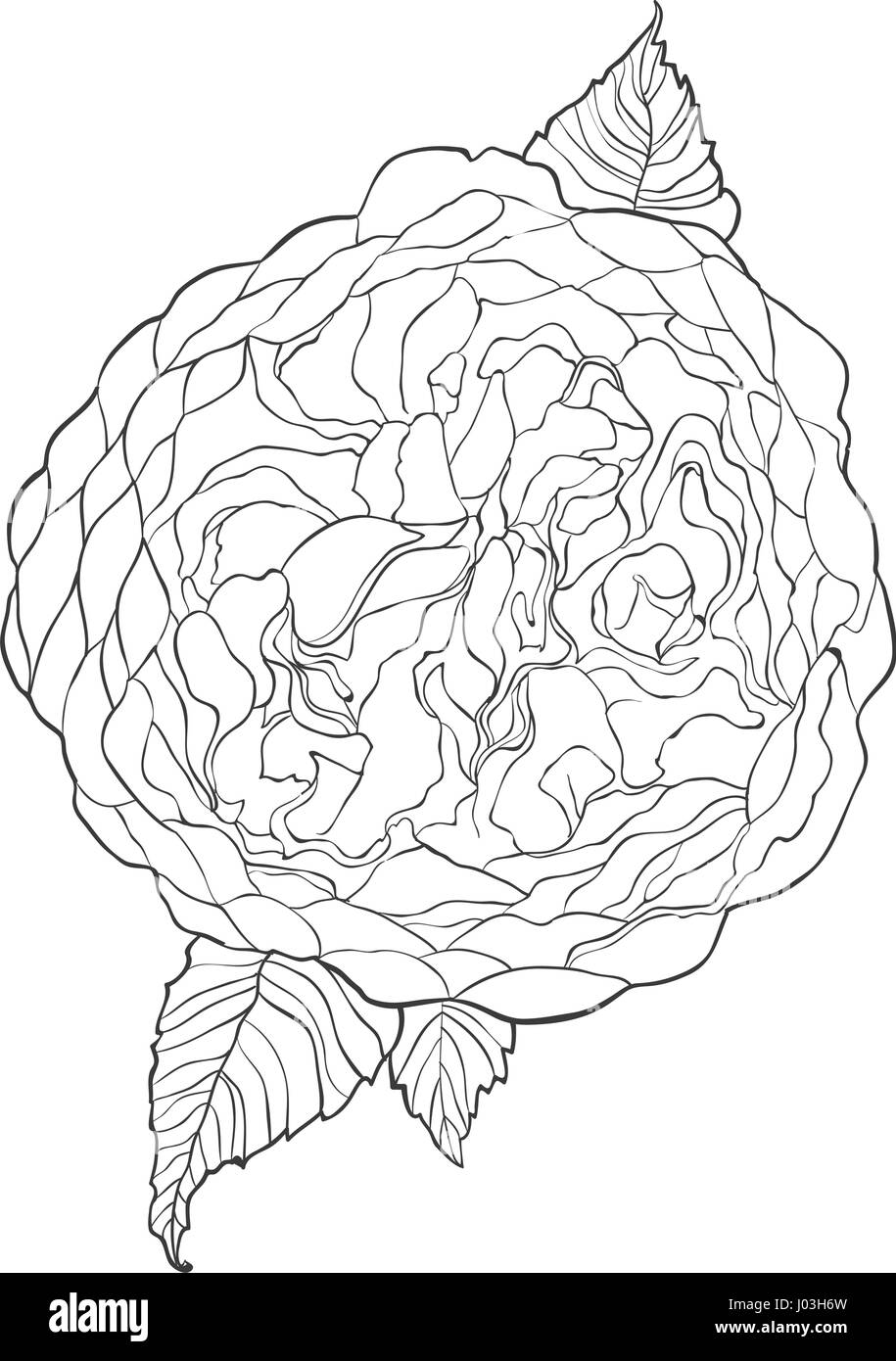 Fragrant rose isolated Stock Vector Images - Alamy