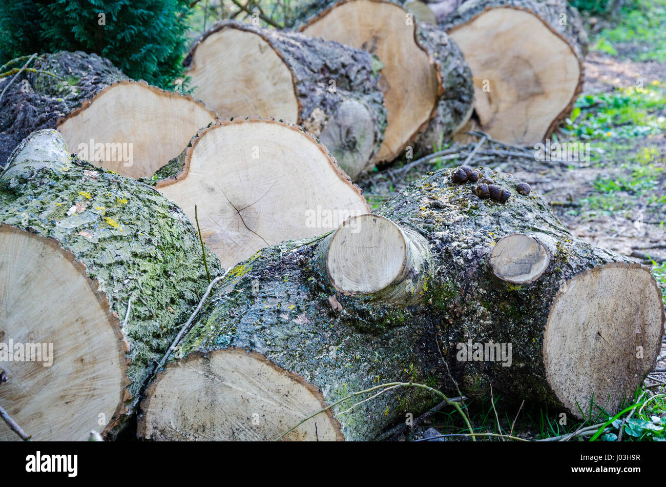 A tree has been cut down and cut logs are left on the ground. an animal ...