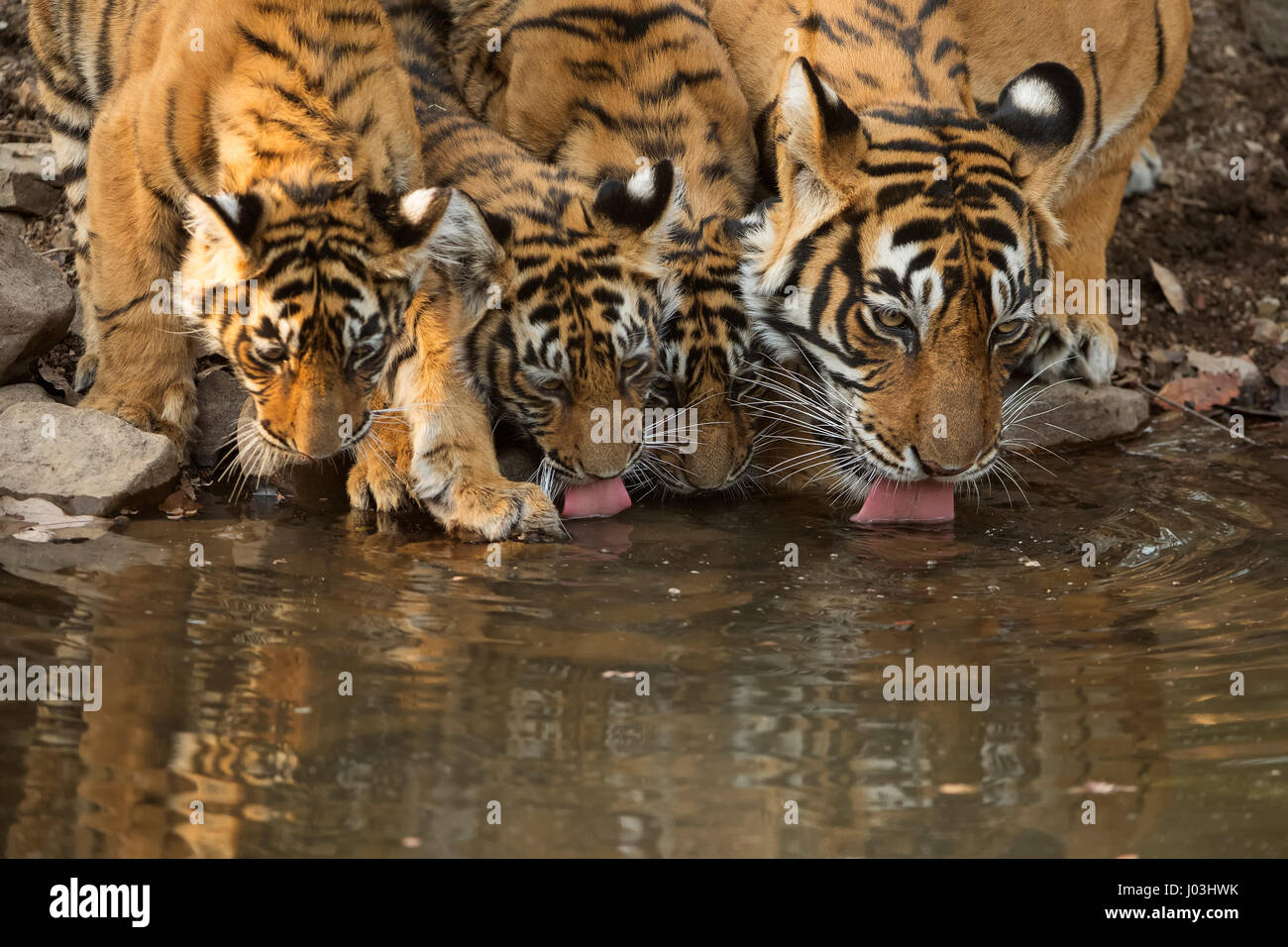 Baby Tigers Playing In Water