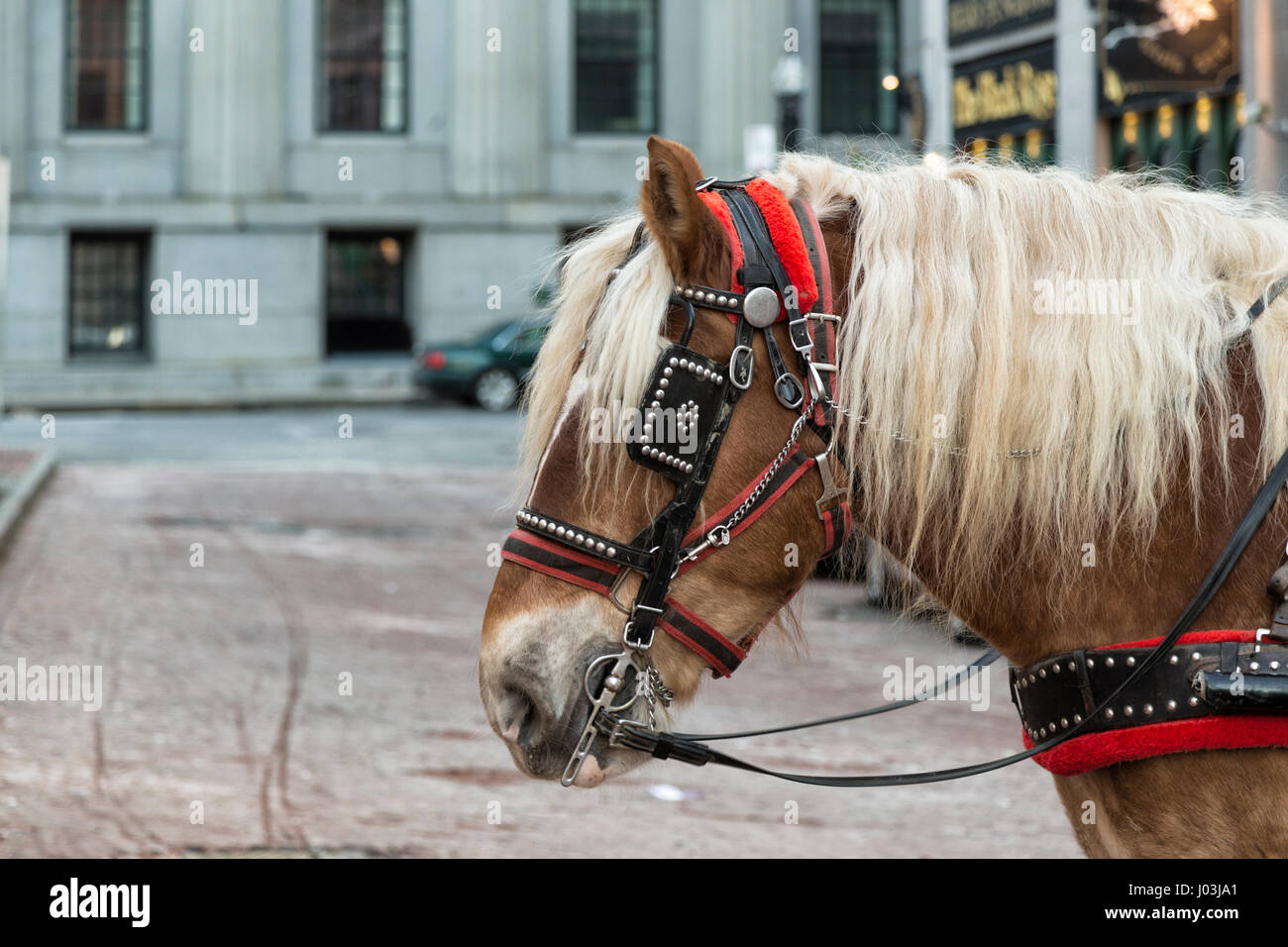 The City Horse Stock Photo - Alamy