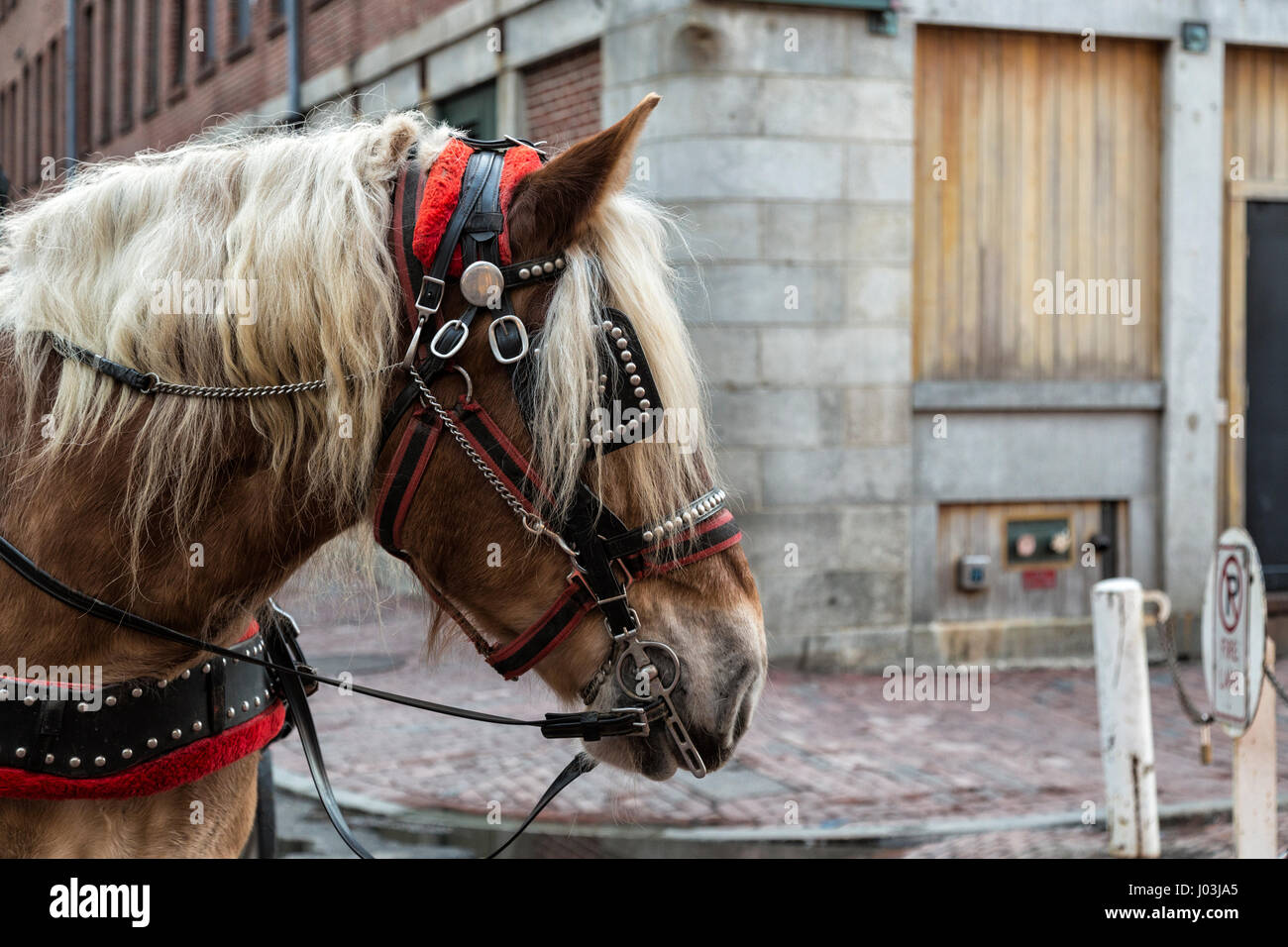 The City Horse Stock Photo - Alamy
