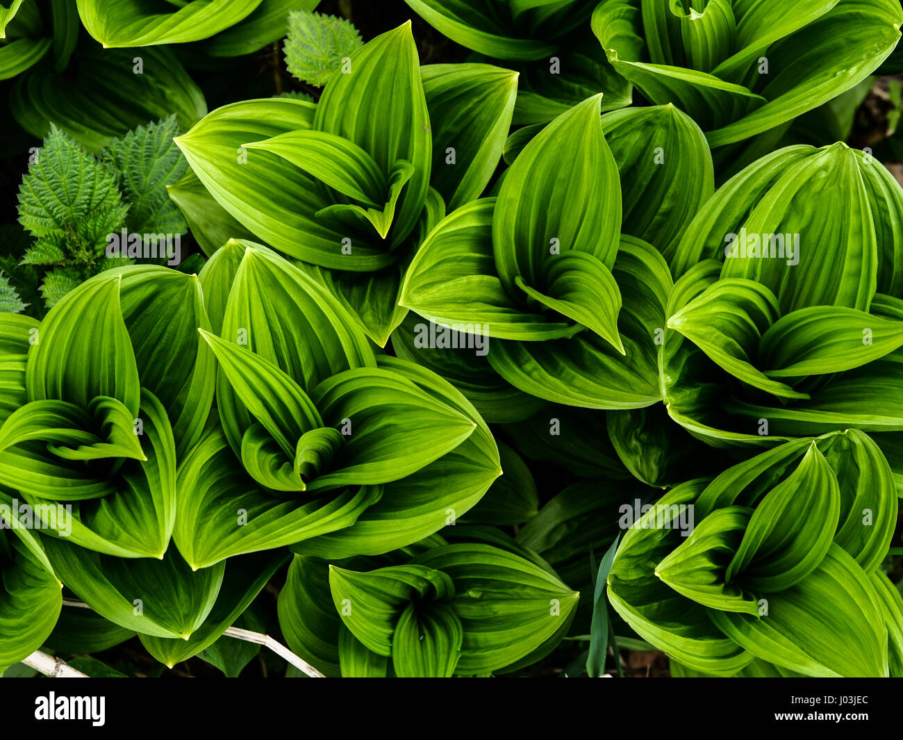 Plants in spring Stock Photo - Alamy