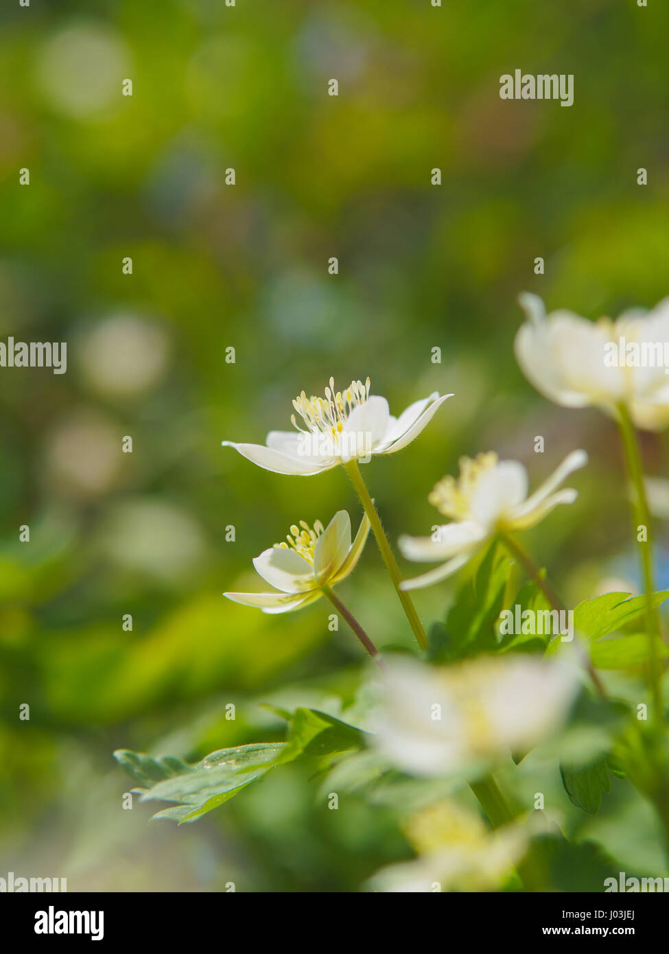 Soft windflower hi-res stock photography and images - Alamy